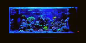 Reef Craze - Crazy About Reef Tanks