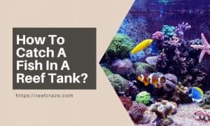 Reef Craze - Crazy About Reef Tanks