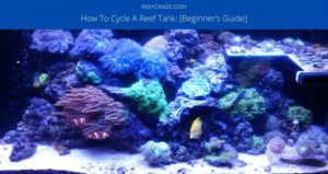 Reef Craze - Crazy About Reef Tanks