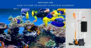 Reef Craze - Crazy About Reef Tanks