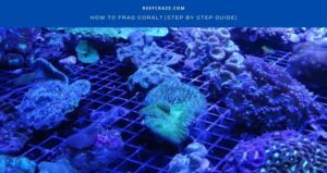 How To Frag Coral? [Step By Step Guide] - Reef Craze