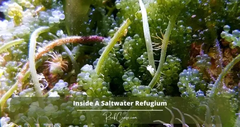 What Do You Feed Copepods In A Refugium? - Reef Craze