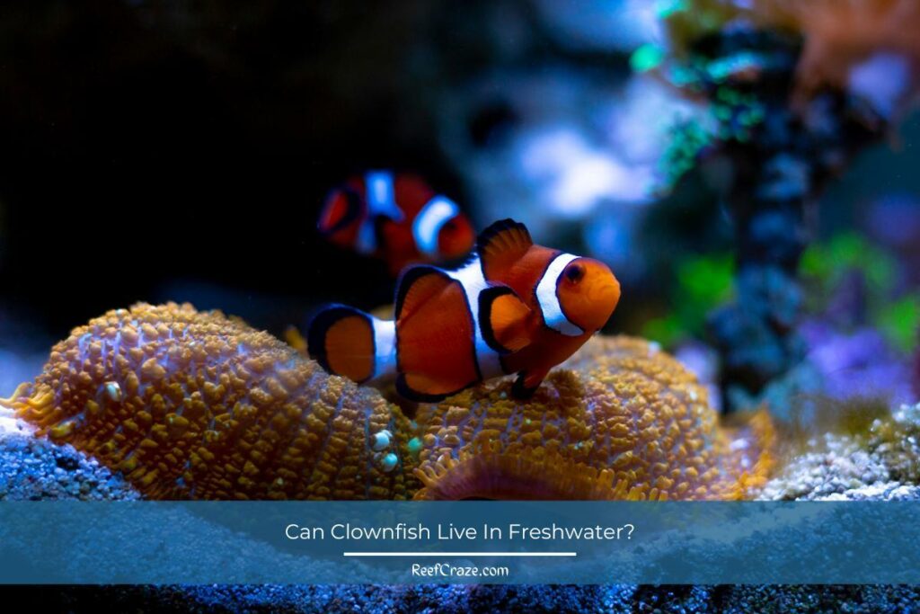 Can Clownfish Live In Freshwater? - Reef Craze