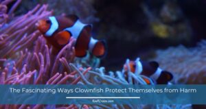 The Fascinating Ways Clownfish Protect Themselves from Harm – Reef Craze
