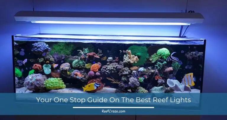 One Stop Guide On The Best Reef Lights In 2023 & Beyond!