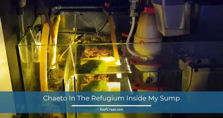 Chaeto Algae In Reef Tank: Functions, Benefits & Growth Tips - Reef Craze