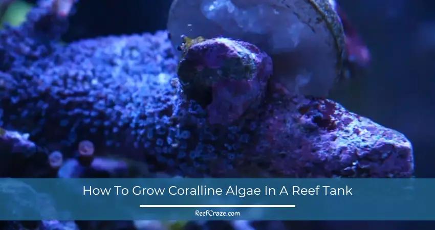 How To Grow Coralline Algae In A Reef Tank - Reef Craze