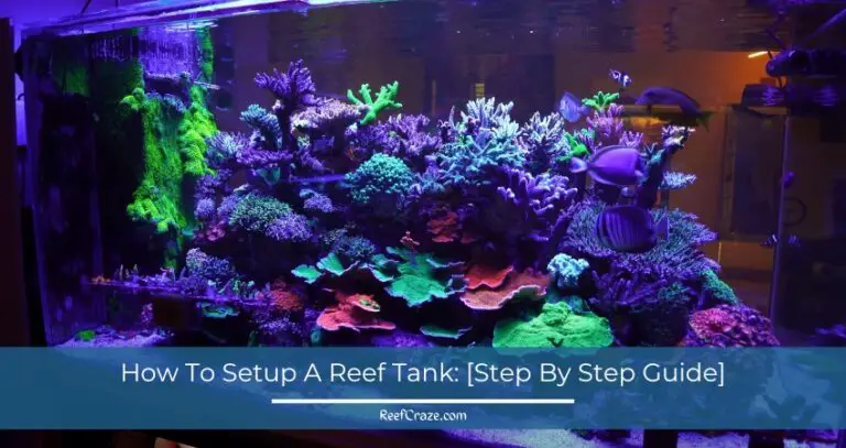 How To Setup A Reef Tank: [Step By Step Guide]