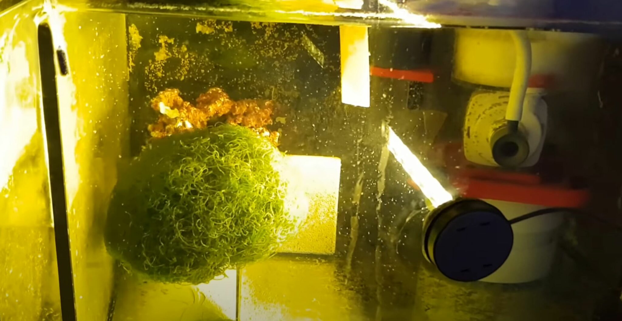 Best Refugium Light For Chaeto Algae - Reef Craze