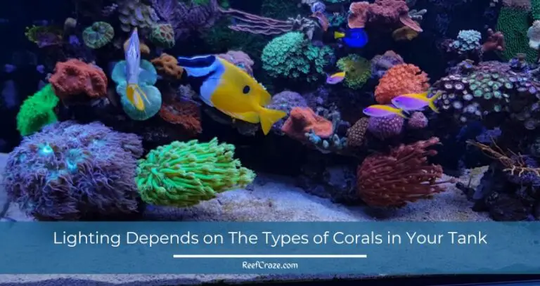 One Stop Guide On The Best Reef Lights In 2023 & Beyond!