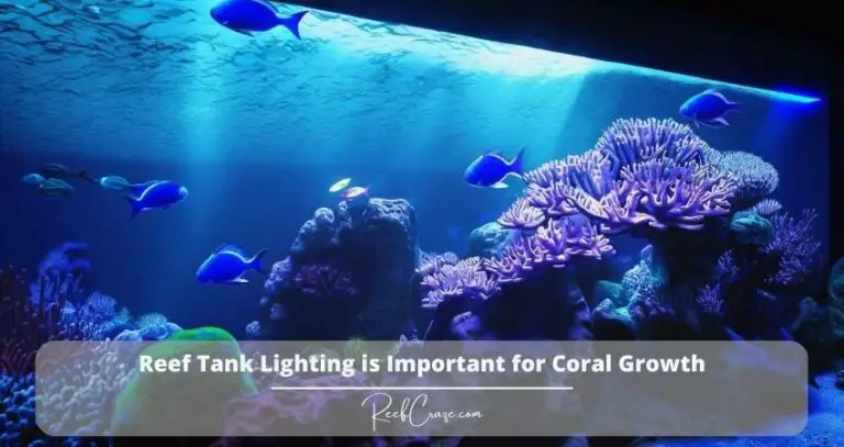 How To Setup A Reef Tank: [Step By Step Guide]