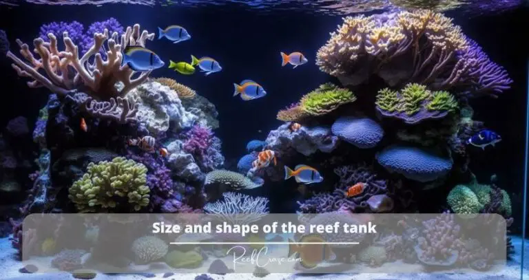 How To Setup A Reef Tank: [Step By Step Guide]