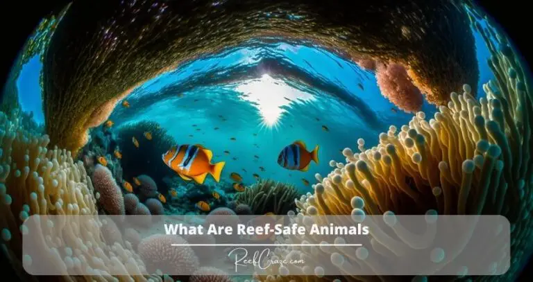 What Type Of Animals Can You Have In A Reef Tank? - Reef Craze