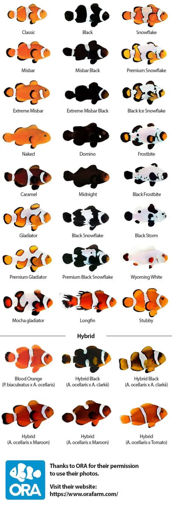 Types Of Clownfish: [From Common Gems To Rare Treasures]