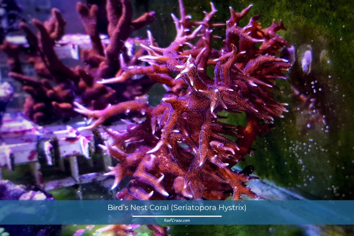 7 Best SPS Corals For Beginners - Reef Craze