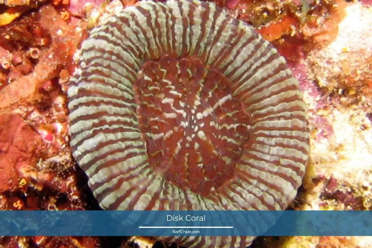 7 Best LPS Corals For Beginners – Reef Craze