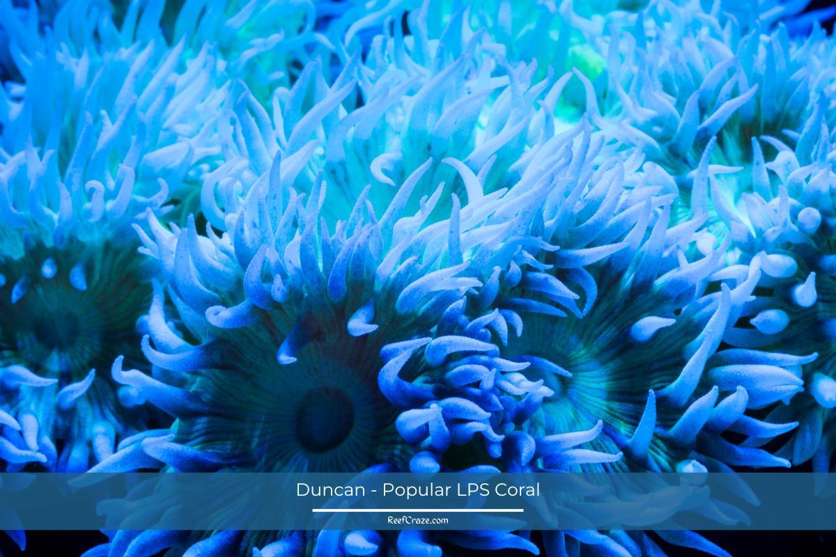 Differences Between Soft, LPS, And SPS Corals – Reef Craze