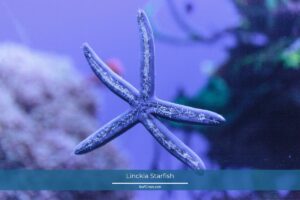 4 Best Reef-Safe Starfish And The Ones You Should Avoid – Reef Craze