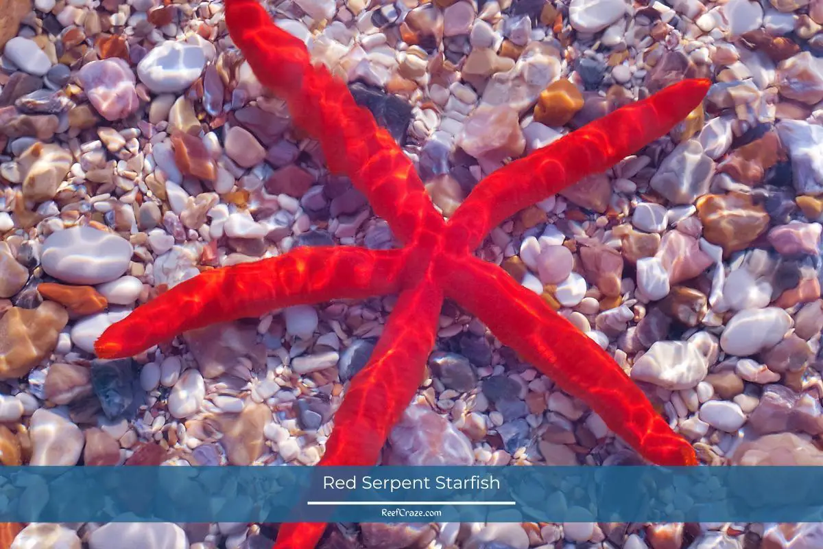 4 Best Reef-Safe Starfish And The Ones You Should Avoid – Reef Craze
