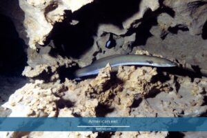 Can Fish Swim Backwards? [Deep Dive Into Aquatic Locomotion]