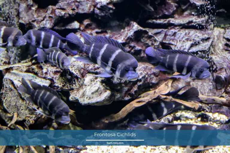 Can Fish Swim Backwards? [Deep Dive Into Aquatic Locomotion]