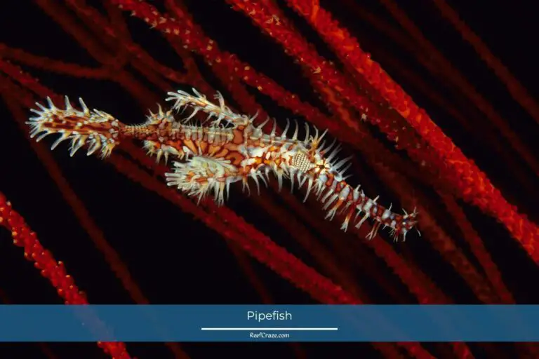 Can Fish Swim Backwards? [Deep Dive Into Aquatic Locomotion]