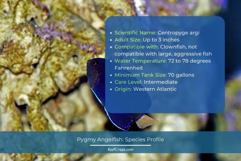 21 Best Clownfish Tank Mates: [16 Fish And 5 Other Species]