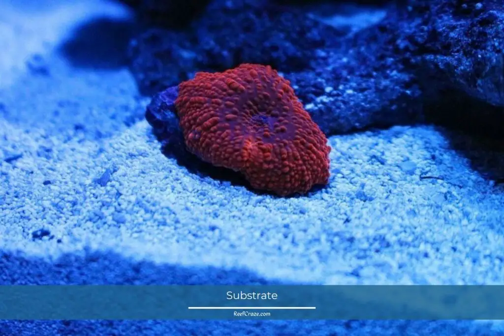 FOWLR Tank Setup: [The Ultimate Guide] - Reef Craze