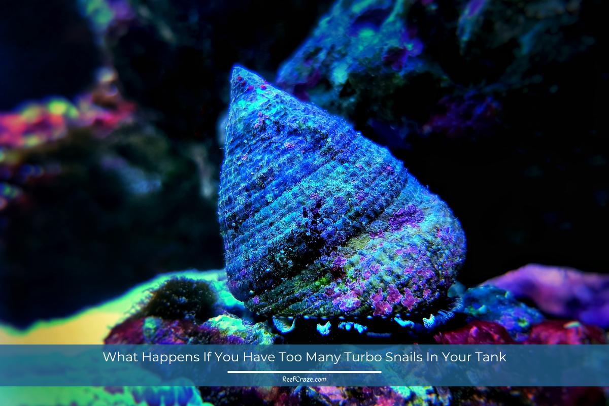How Many Turbo Snails Can You Keep Per Gallon? – Reef Craze