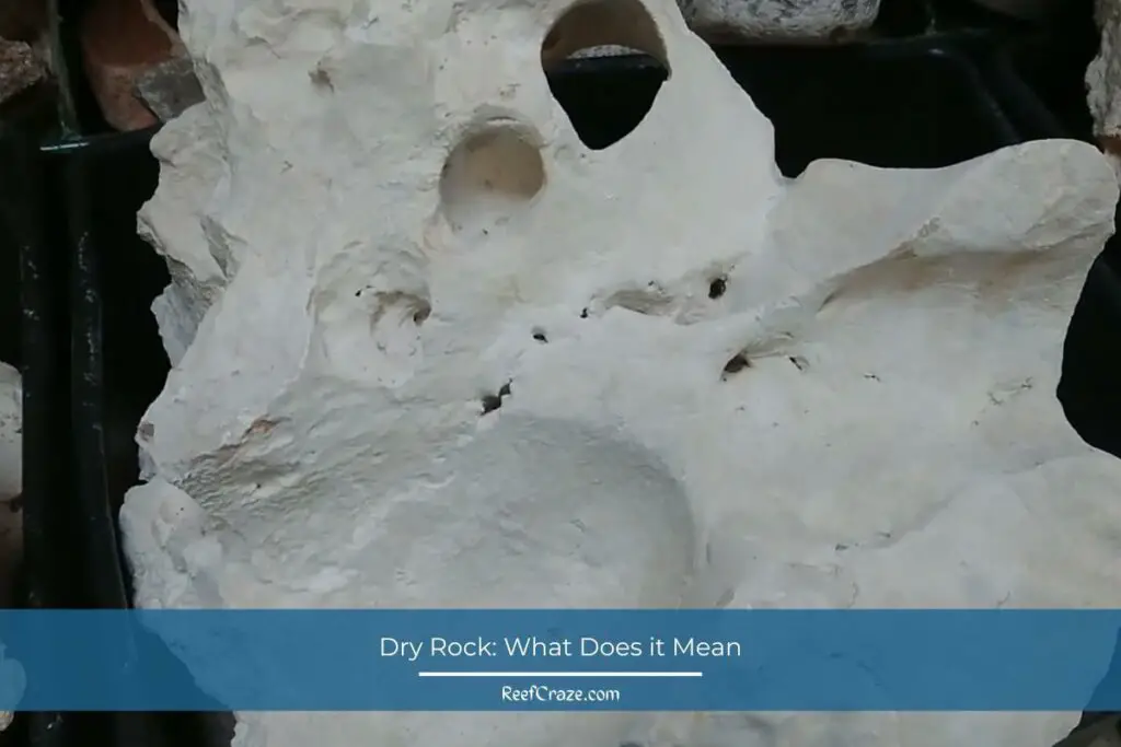 Dry Rock vs Live Rock: Which Suits Your Saltwater Aquarium? – Reef Craze