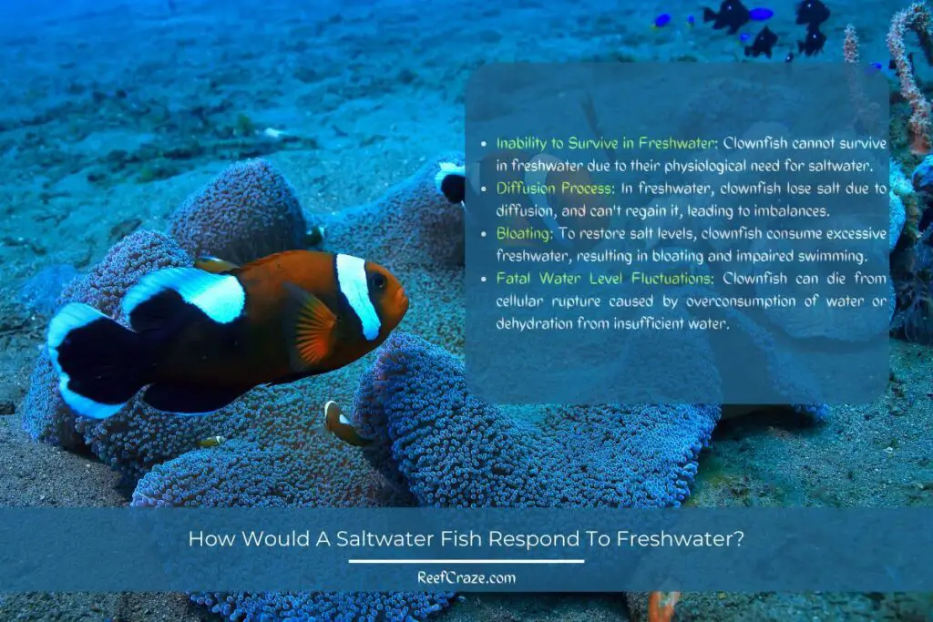 Can Clownfish Live In Freshwater? - Reef Craze
